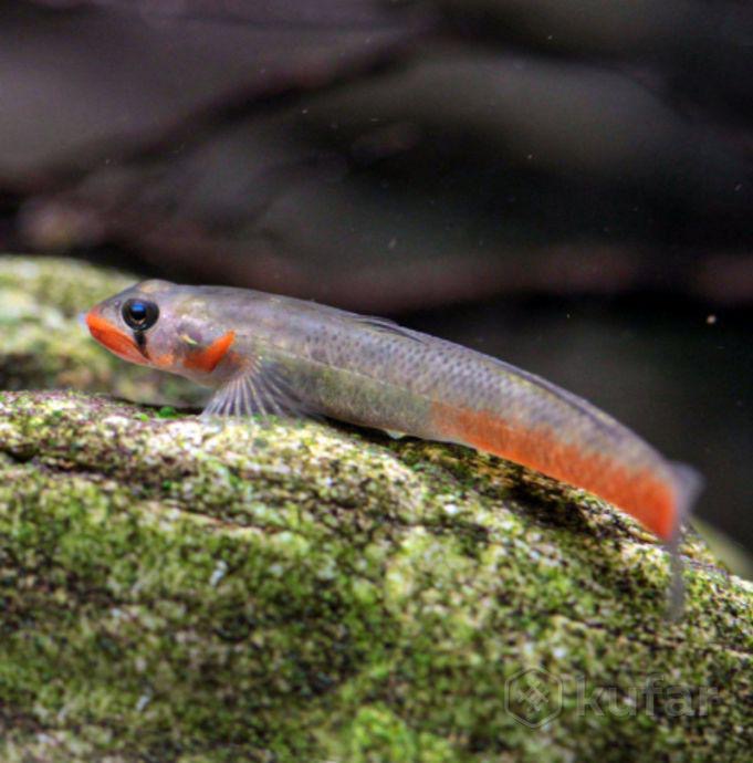 Sicyopus jonklaasi – gobie rare du Sri Lanka aux couleurs rouges ...