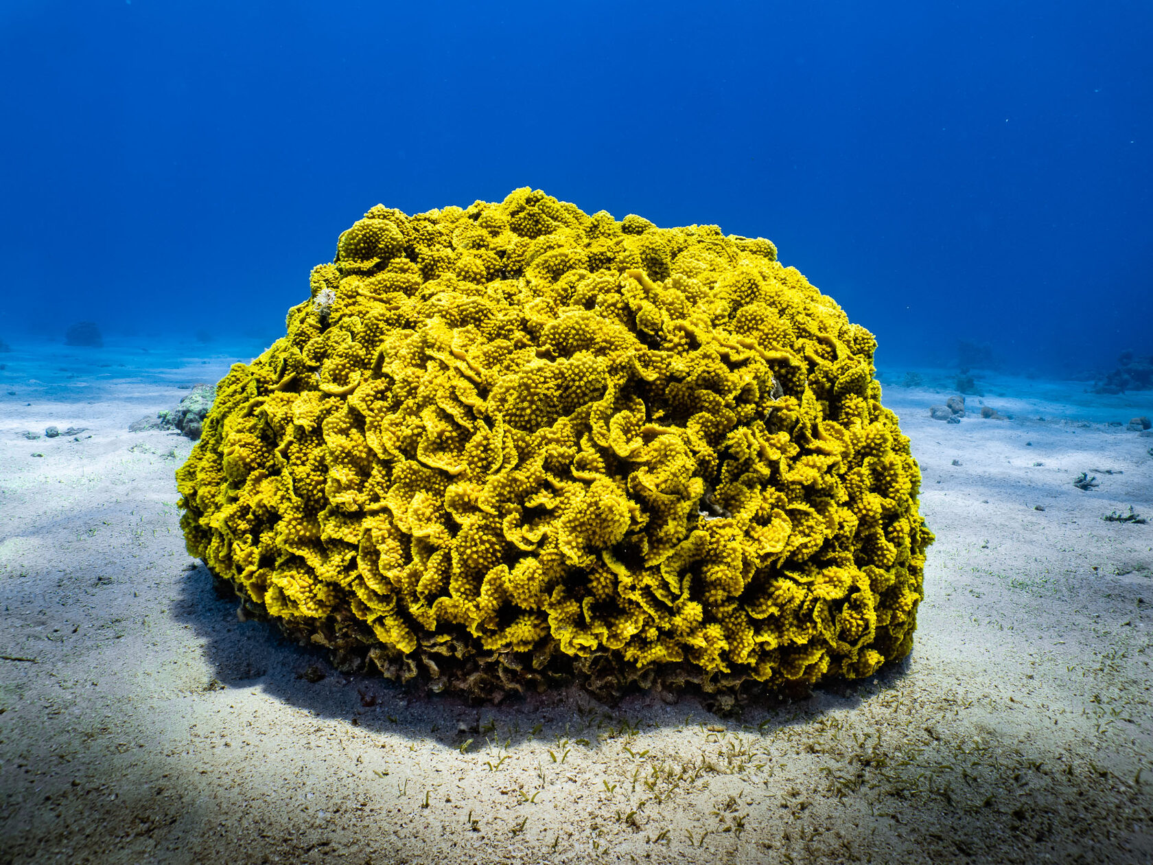 'Super Corals' | Photo Story by Ulrika Larsson & Lukasz Larsson Warzecha