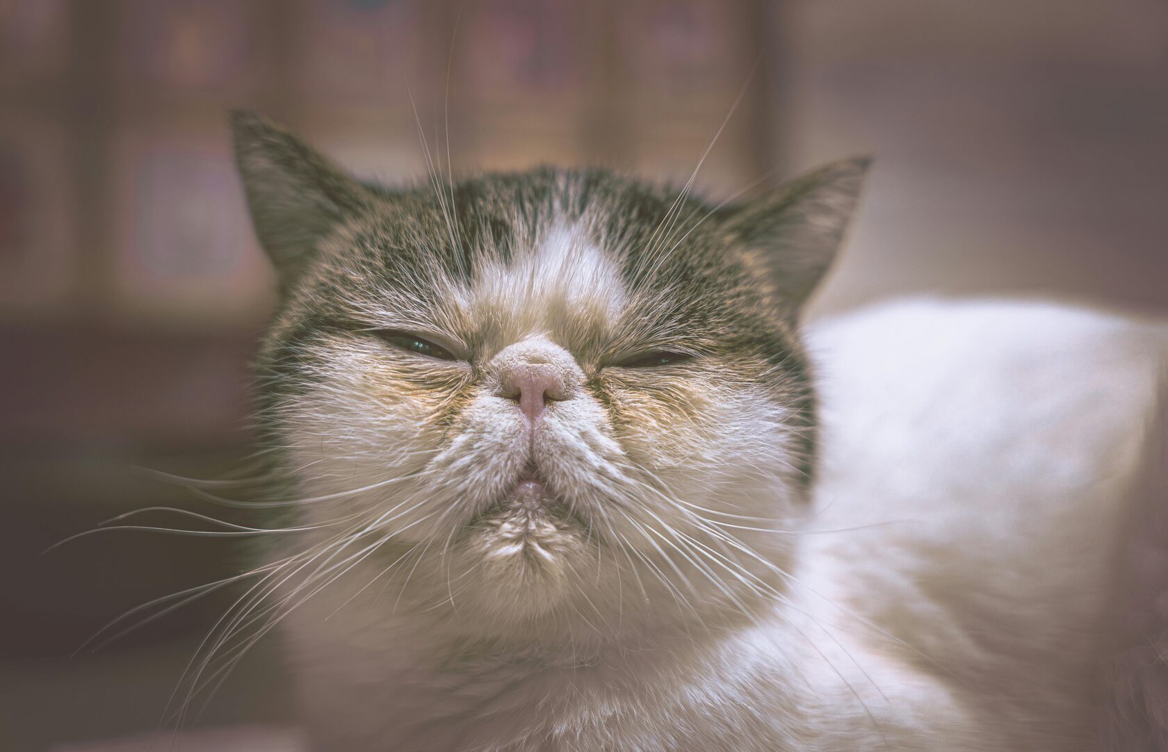 Free Online Russian Test: Level A1