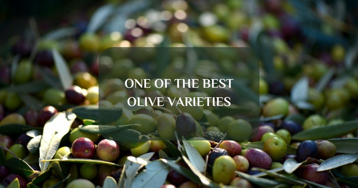 Koroneiki Olive Oil: Characteristics and Benefits