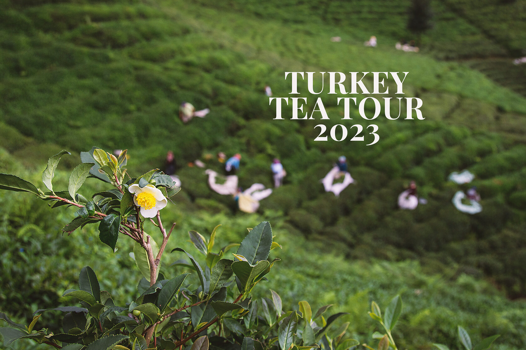 Turkey Tea Tour | Discover Turkish Tea Traditions