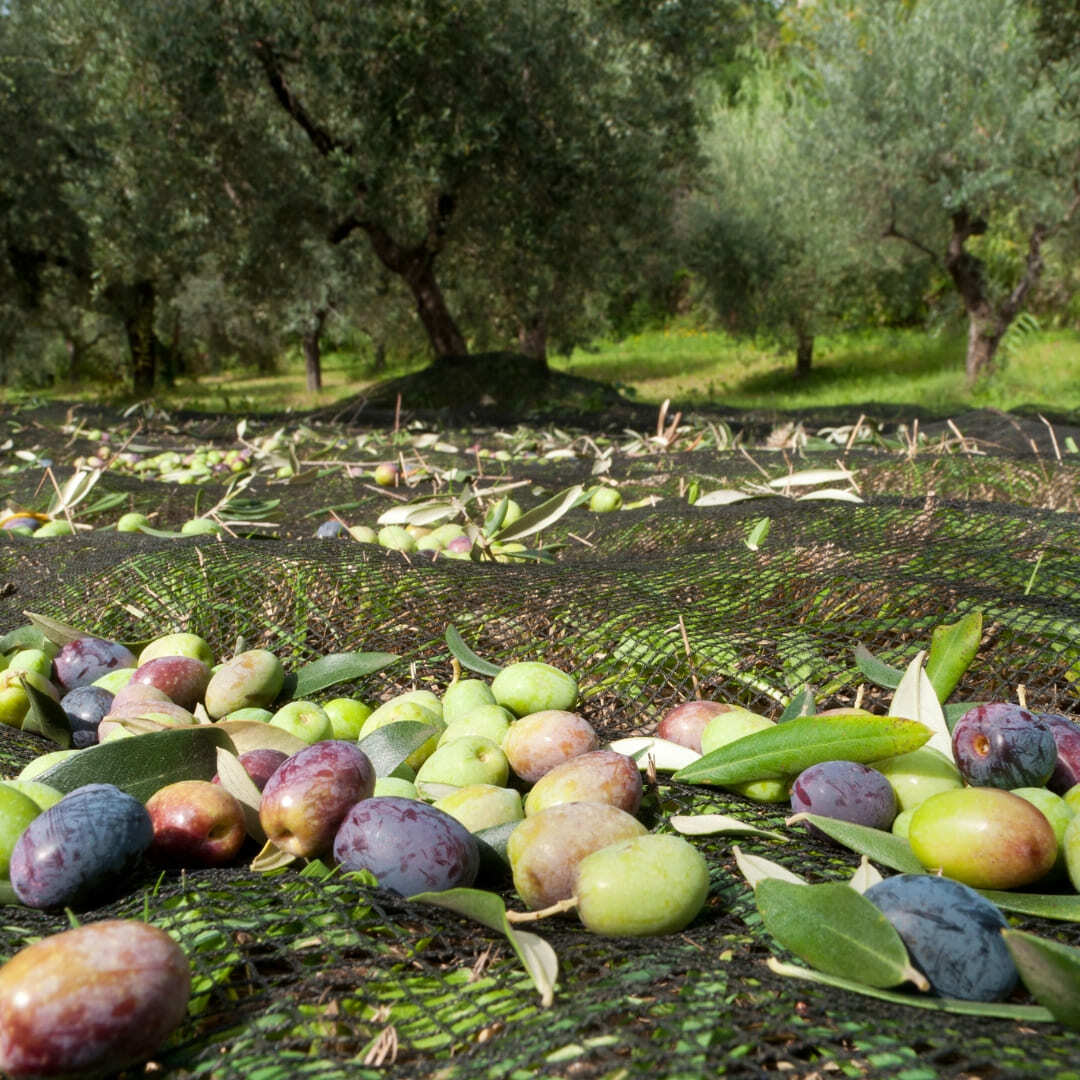 Koroneiki Olive Oil: Characteristics and Benefits