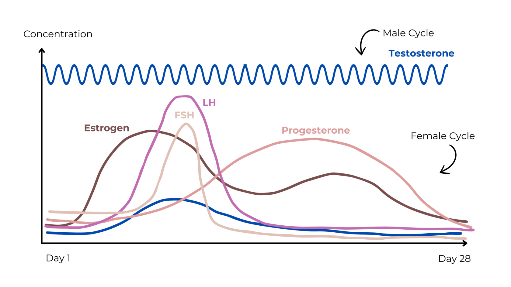 Female VS Male Energy Cycles