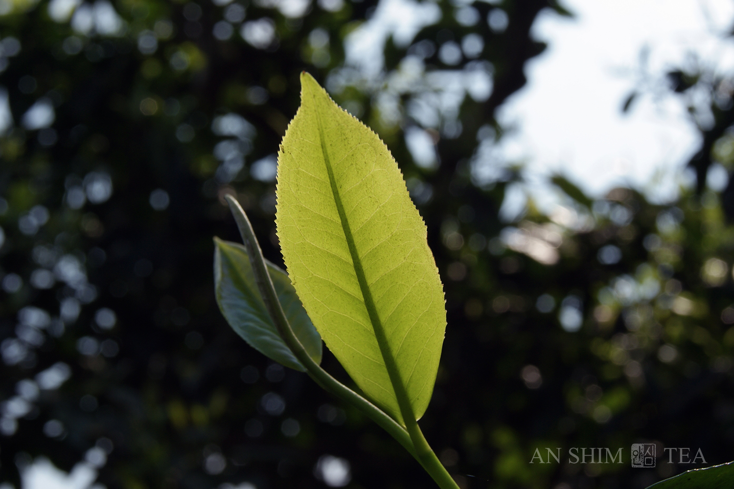 Tea Leaf Biochemistry: Understanding Tea’s Key Compounds