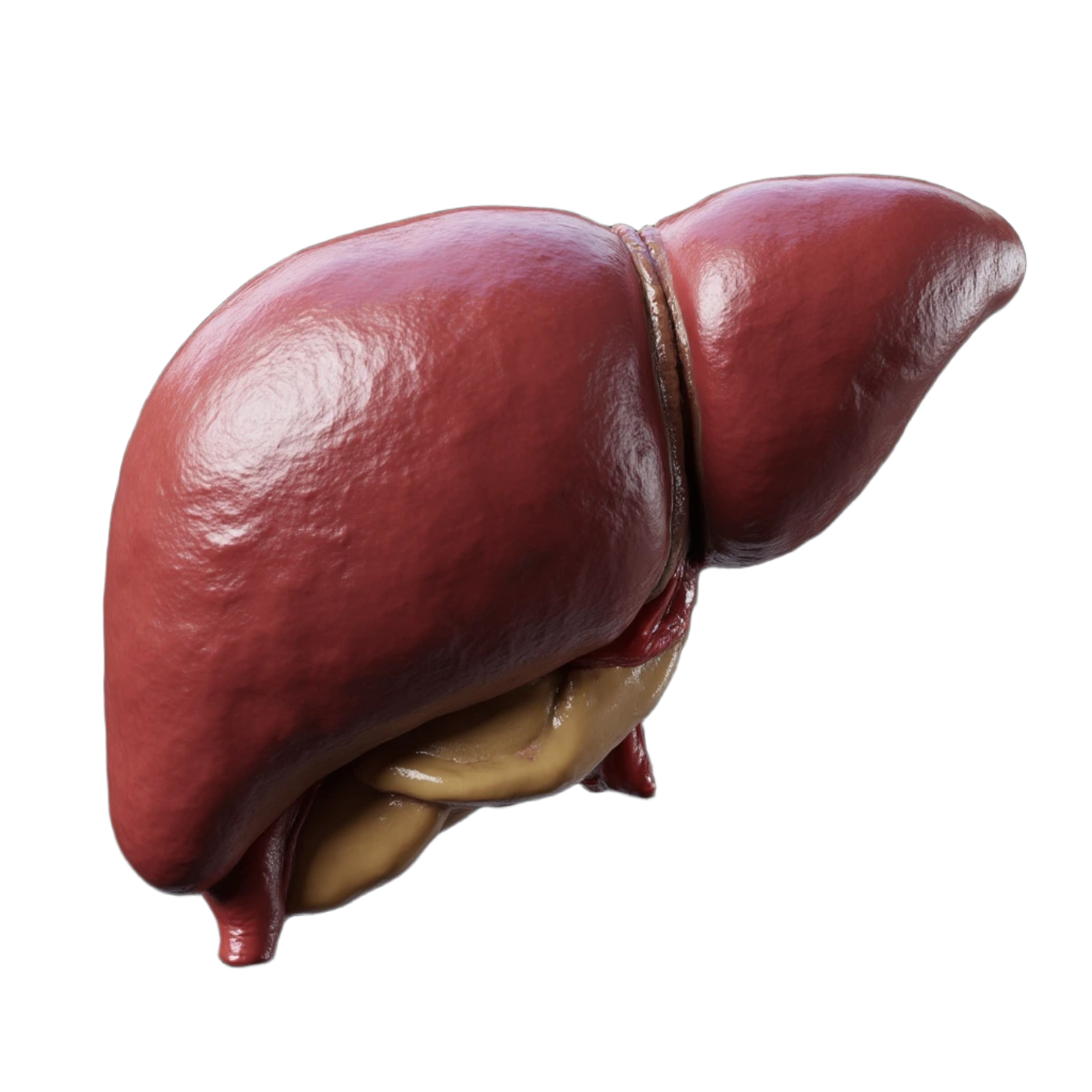 AI-Powered Fatty Liver Disease Detection | Early MASLD/MASH Diagnosis - Karyon Bio