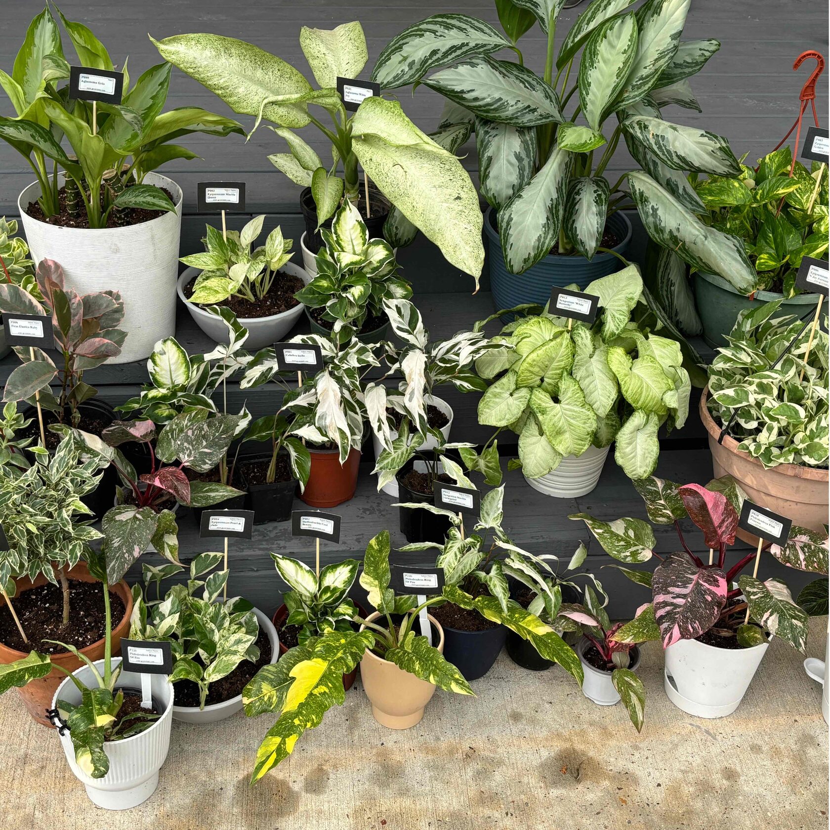 GrowViolet Nursery