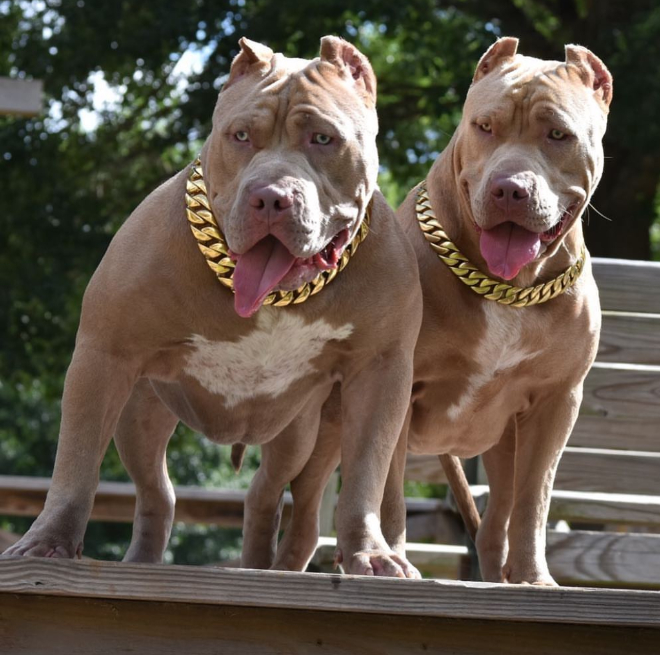 SWAG Kennels Inc.