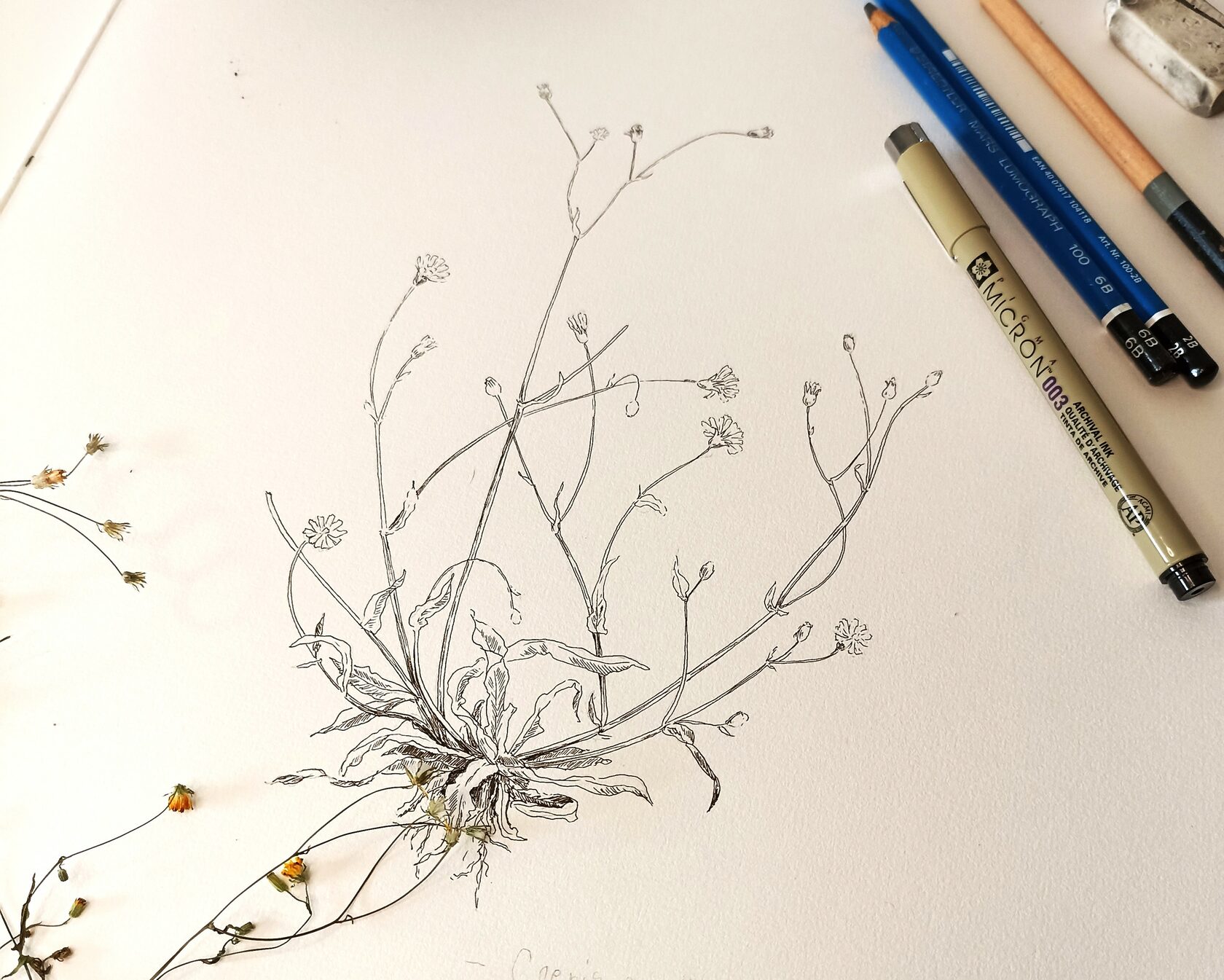 Drawing Nature Course in Lisbon - Drawing Classes for Continuing ...