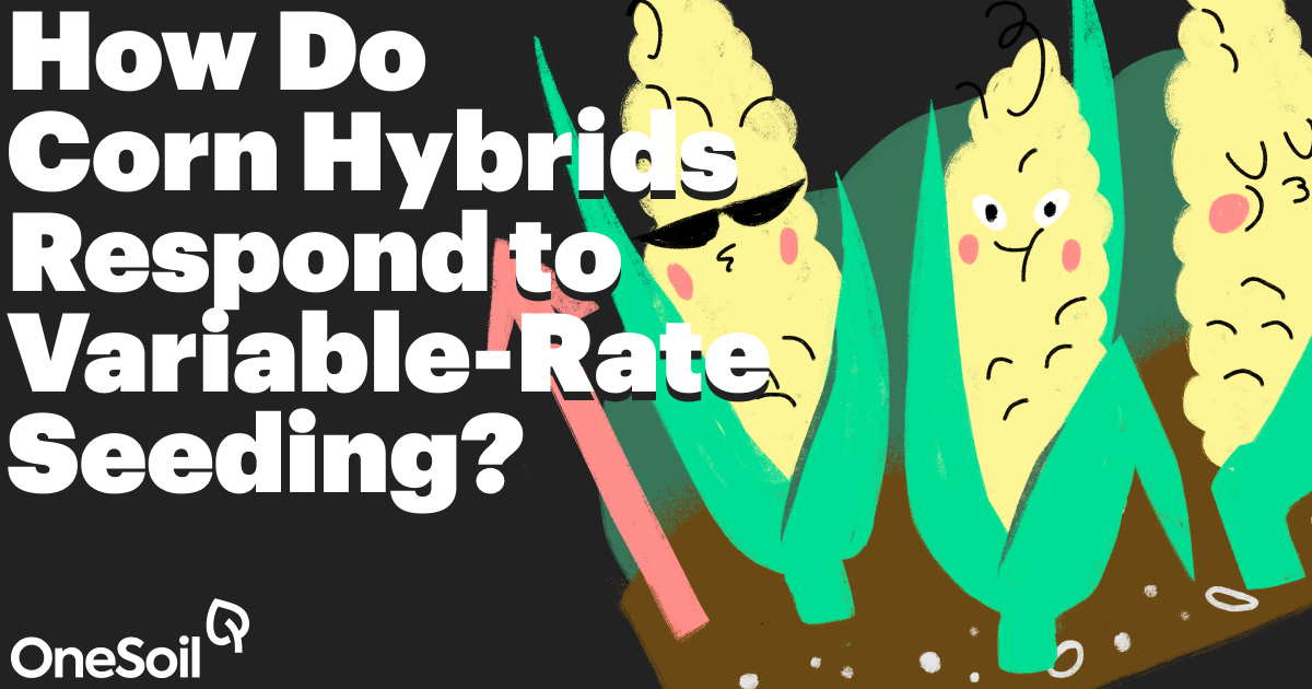 Smart Farming Tips to Increase Corn Yield Based on Experiment Results