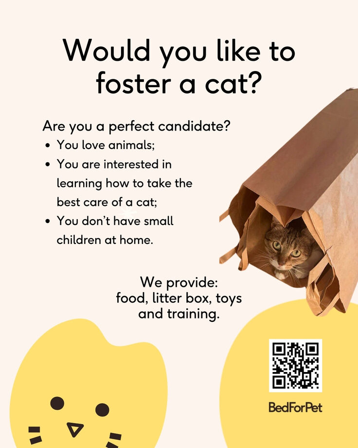 Foster cats in Prague. Foster families needed.