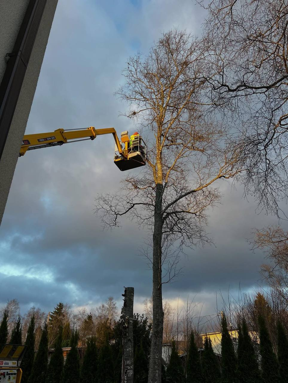 Tree cutting and pruning in Tallinn and Harju County