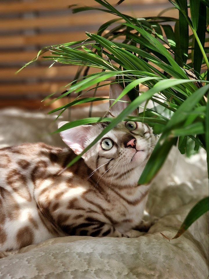 Queens of Bengal Best