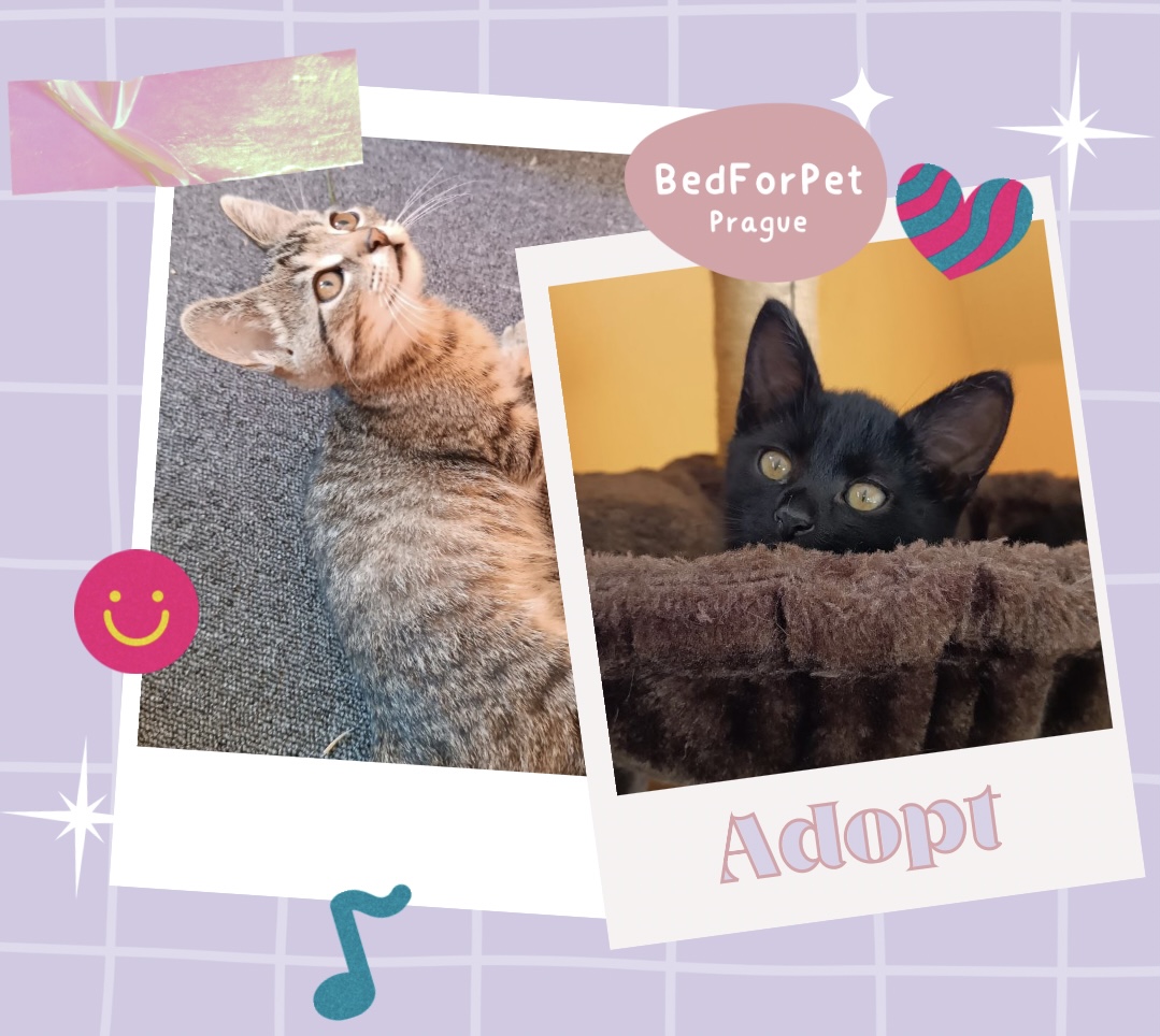 BedForPet Prague | Adopt a cat in Prague and Czech Republic