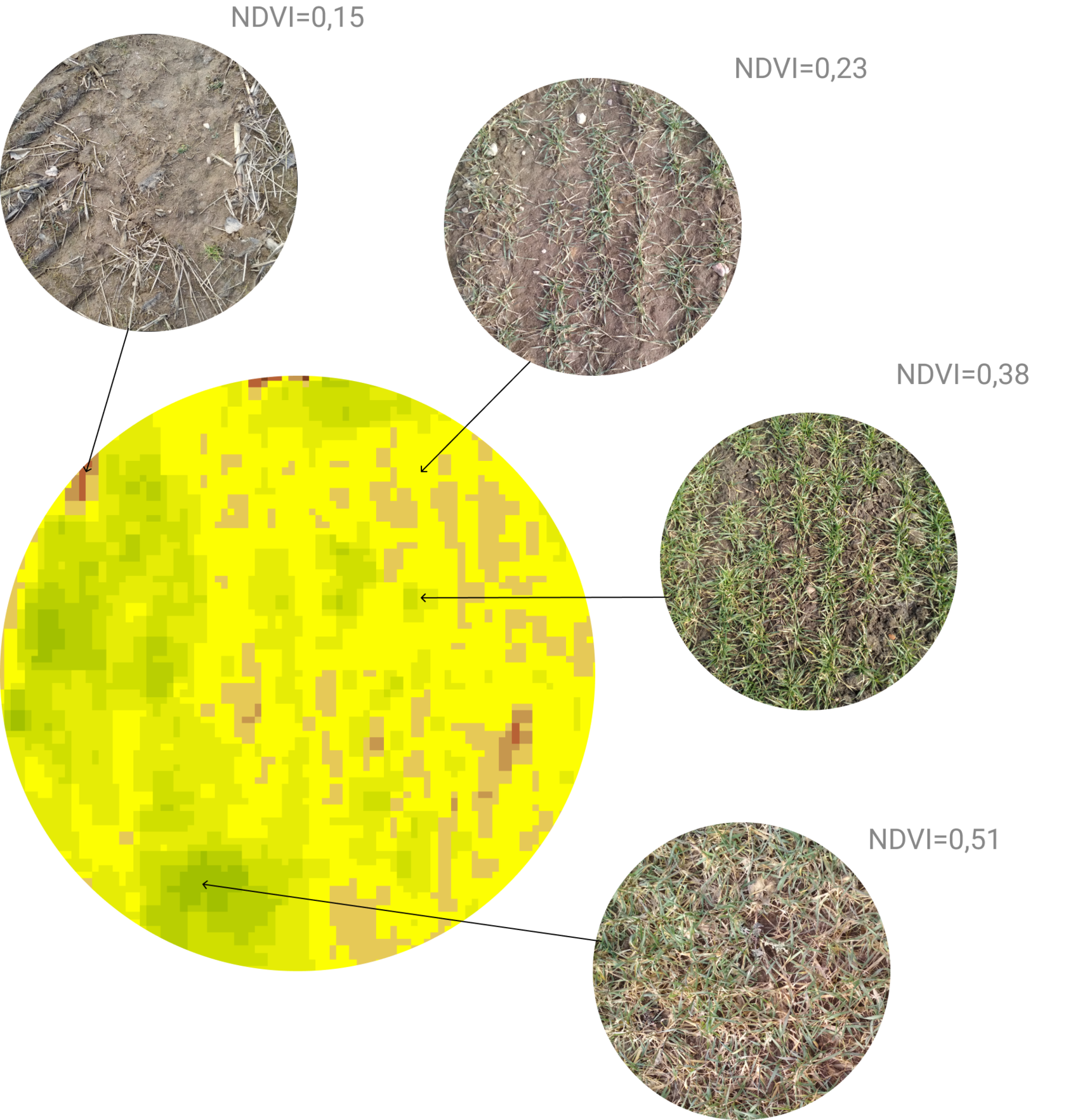NDVI in Farming: Indicator of Plant’s Health