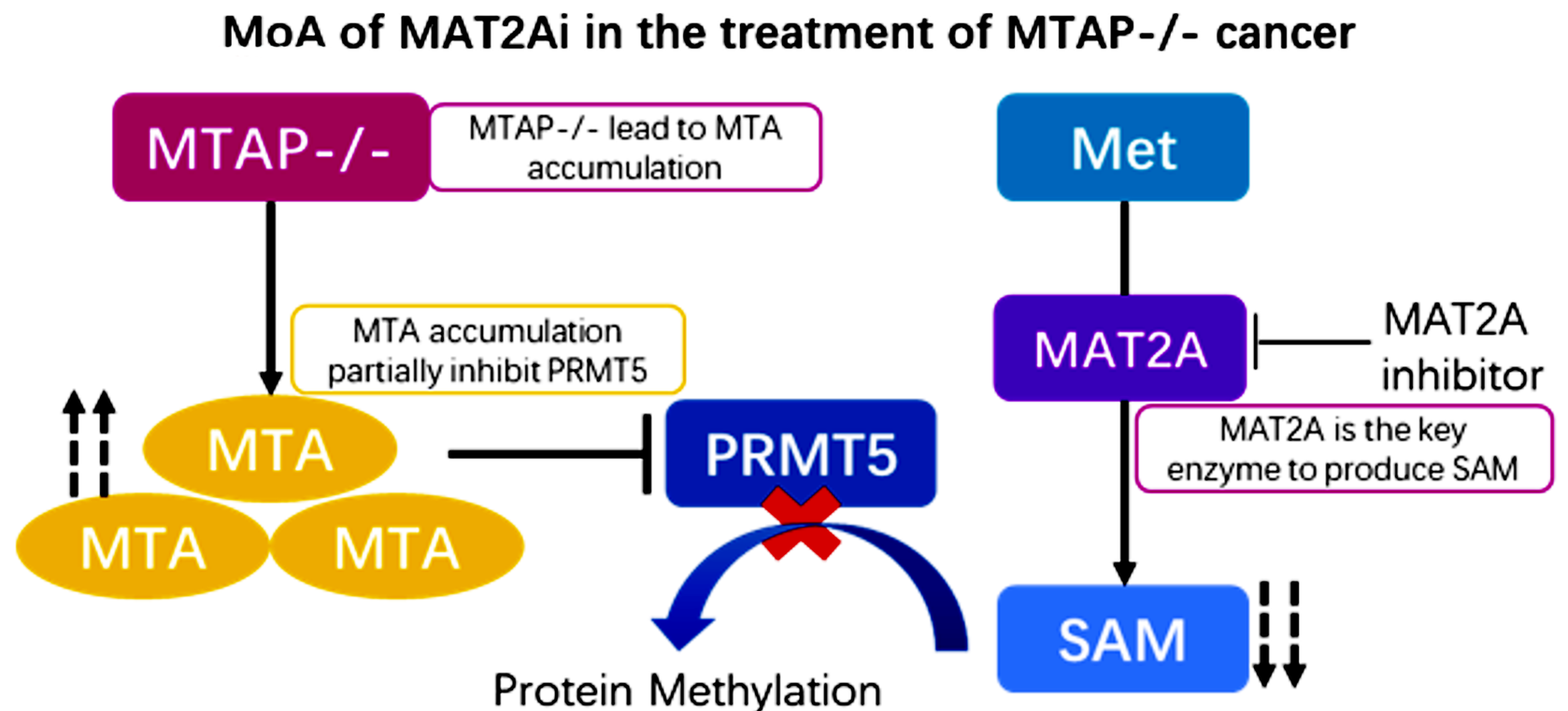 MAT2A | Insilico Medicine