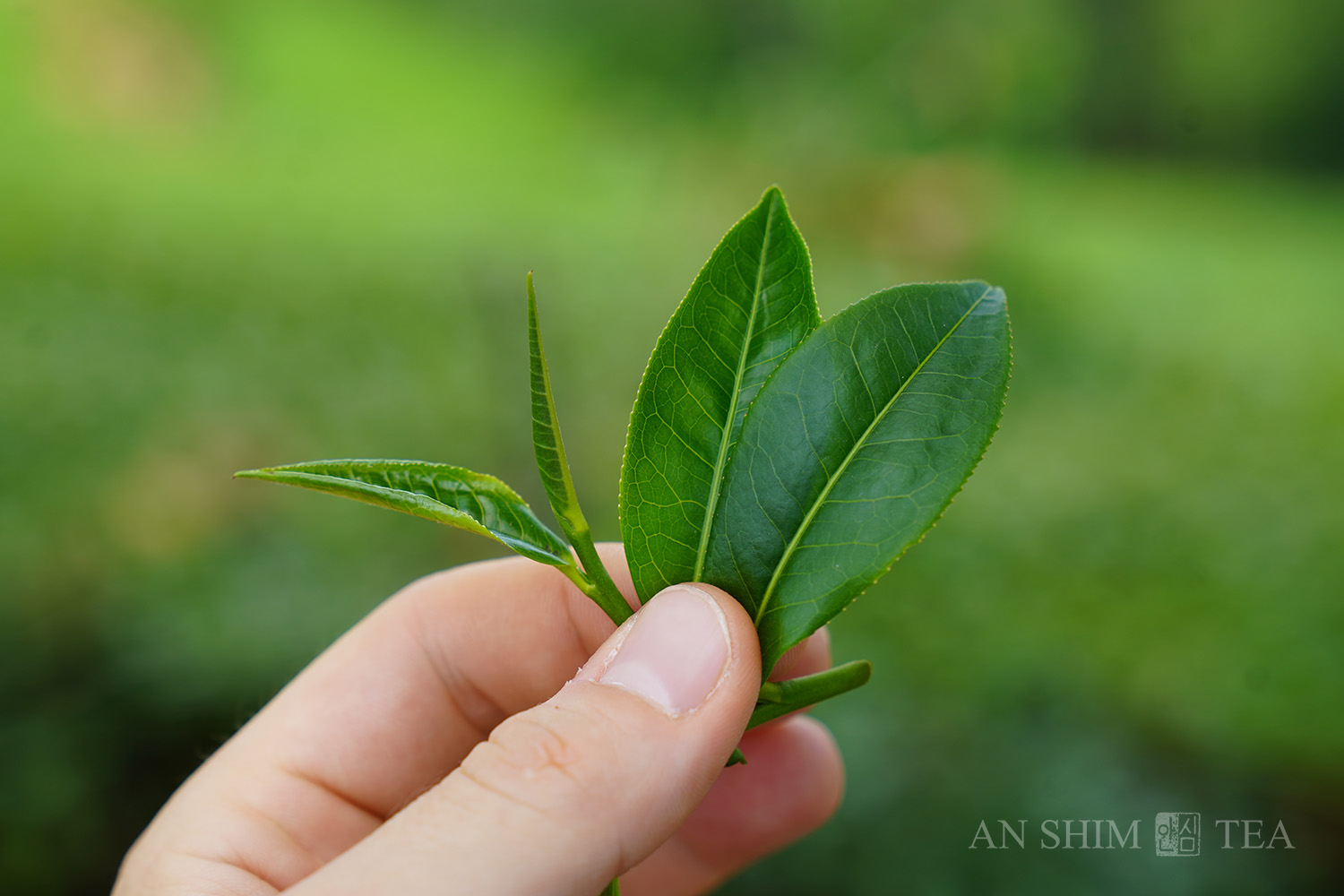 Camellia Sinensis Varieties | Tea Cultivars Explained