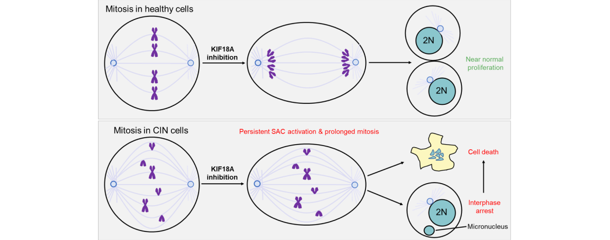 KIF18A | Insilico Medicine