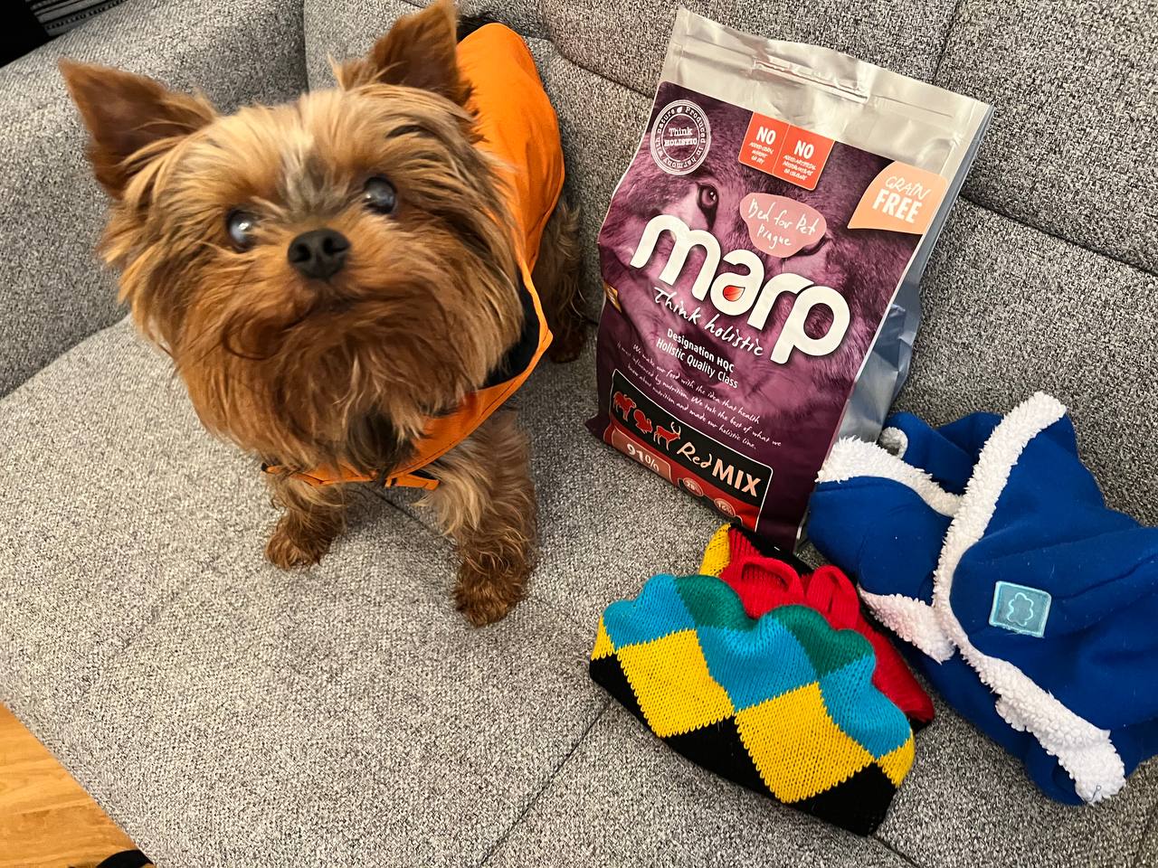 Donate food for refugee cats and dogs in Prague