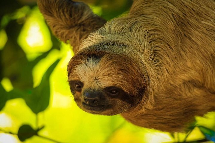 ROATAN Little French Key + Sloths Love Adventure with ATV Buggy Jungle Tour