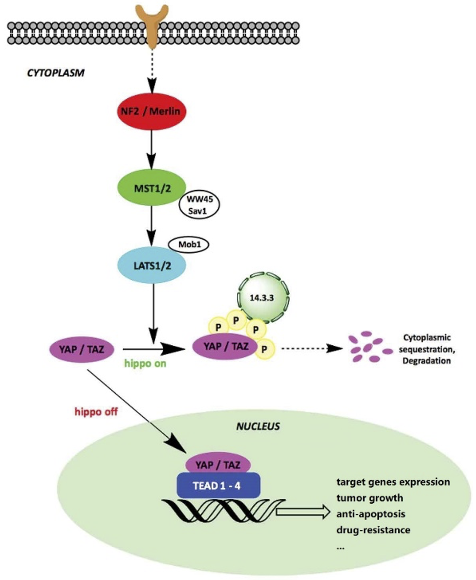TEAD | Insilico Medicine