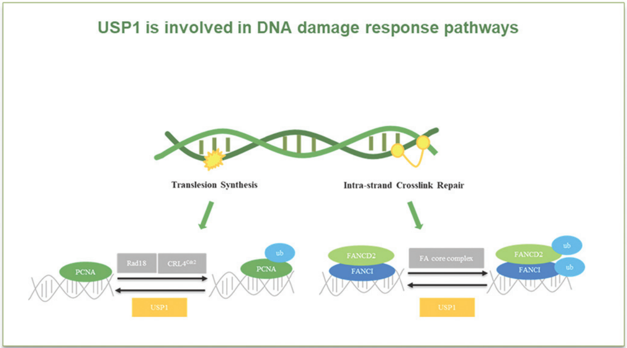 USP1 | Insilico Medicine