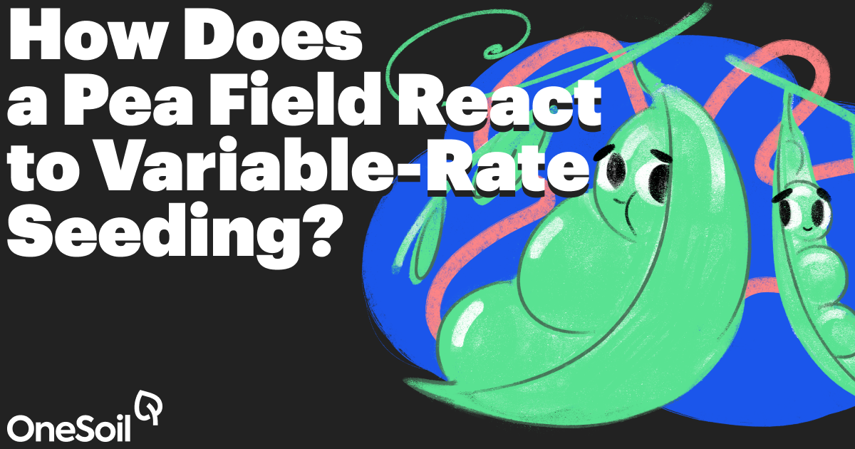 Guide to Pea Field Variable-Rate Seeding Experiment with Results