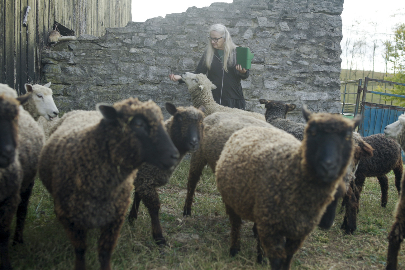 From sheep to chic