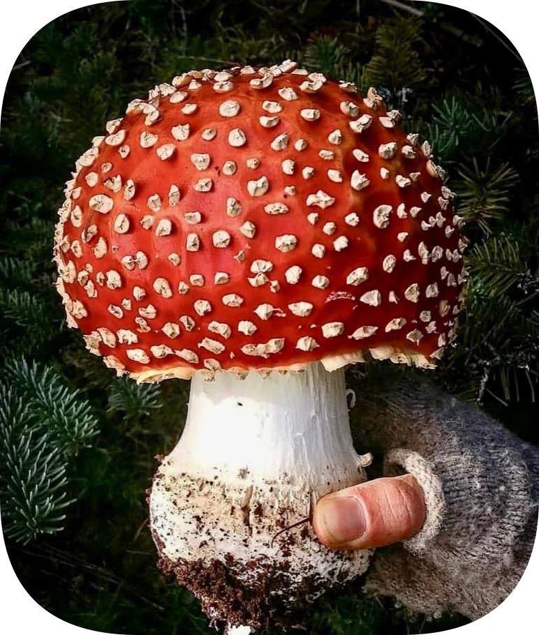 Premium kvalitātes Sarkanā Mušaene | MUHA.LV. Mikrodouzēšana – Sarkanā ...