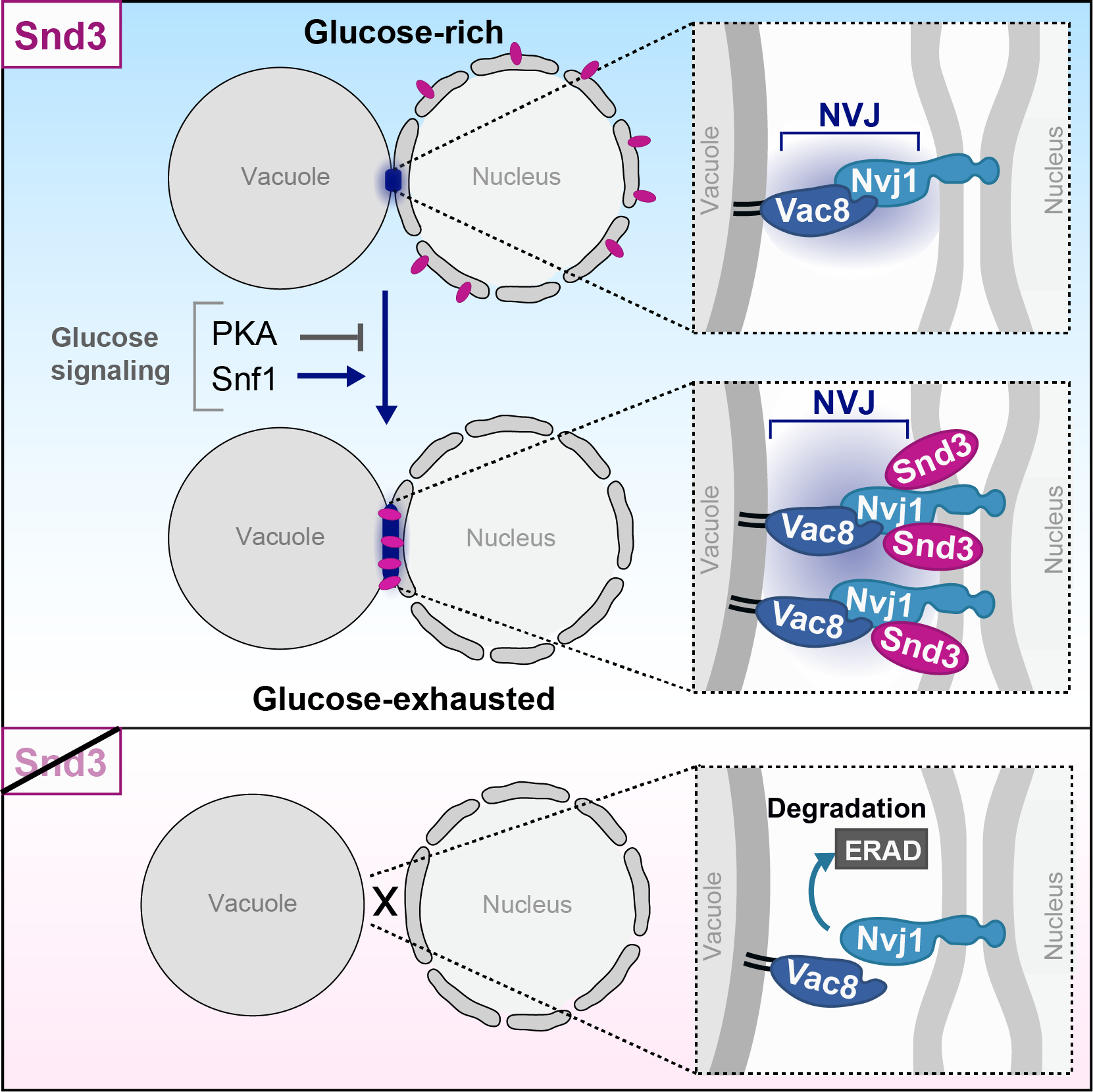 Büttner lab Research