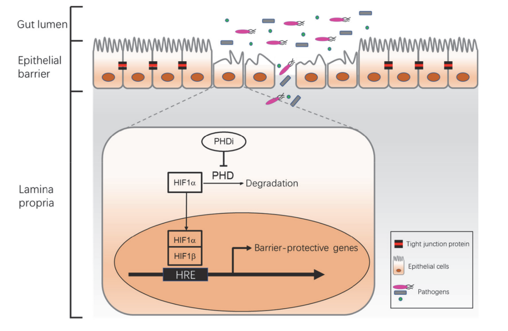 PHD1/2 | Insilico Medicine
